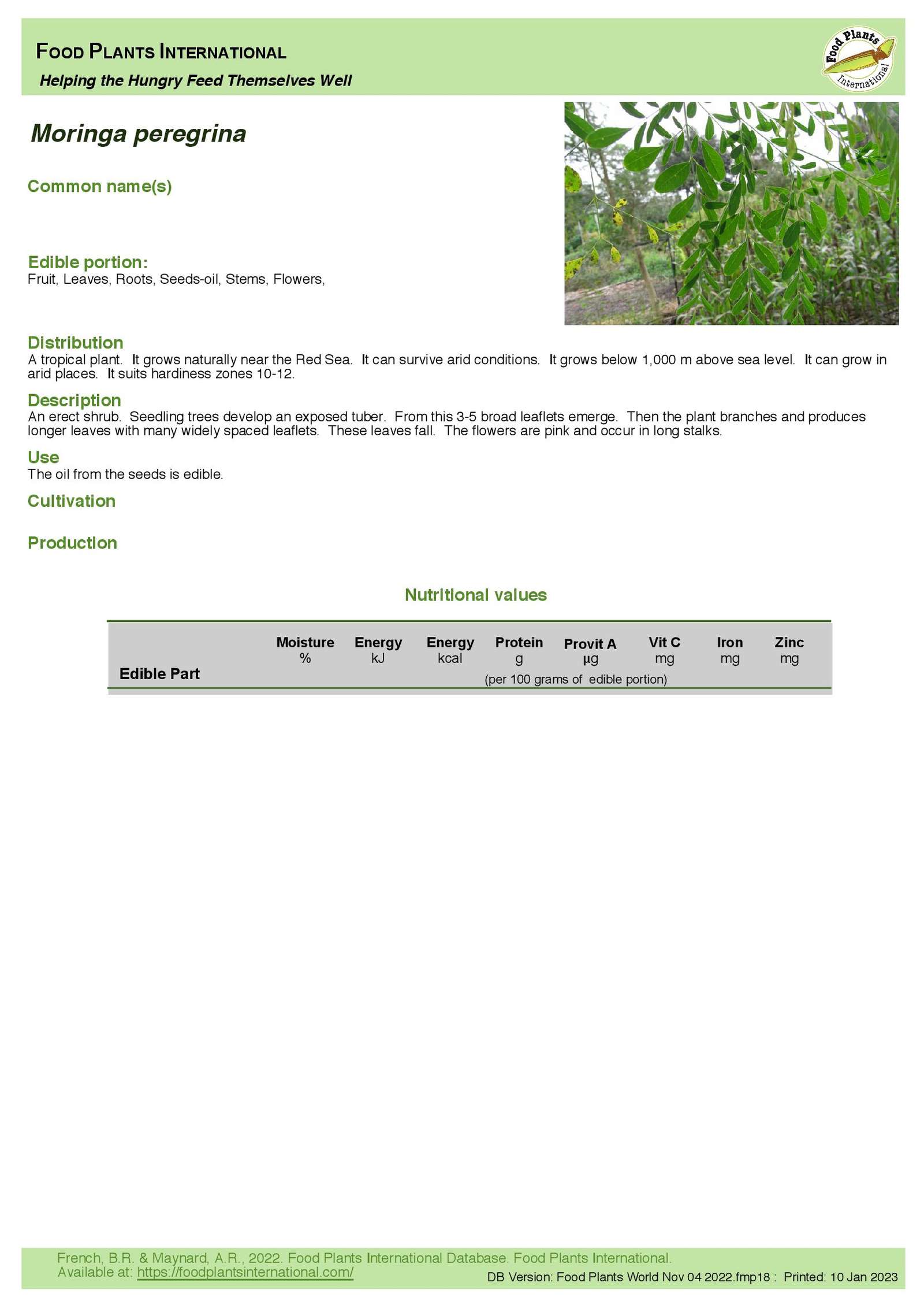 Moringa peregrina - Moringa | ECHOcommunity.org