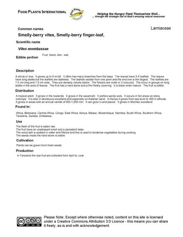 Vitex mombassae - Smelly Berry | ECHOcommunity.org