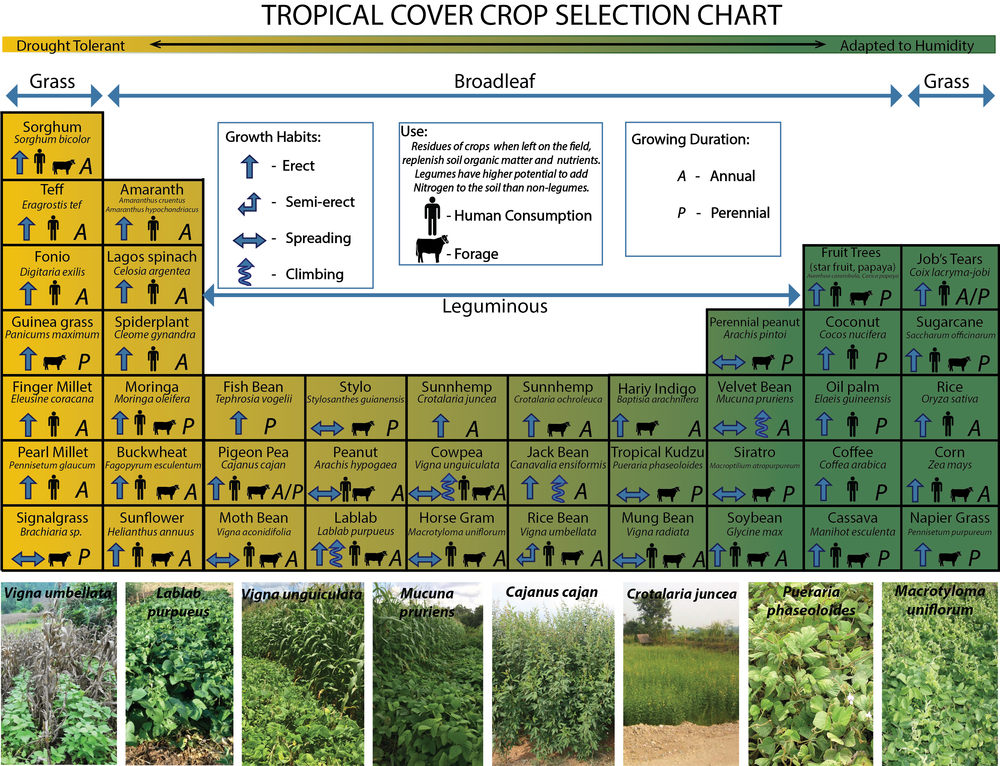 Tropical Cover Crop Selection Chart | ECHOcommunity.org