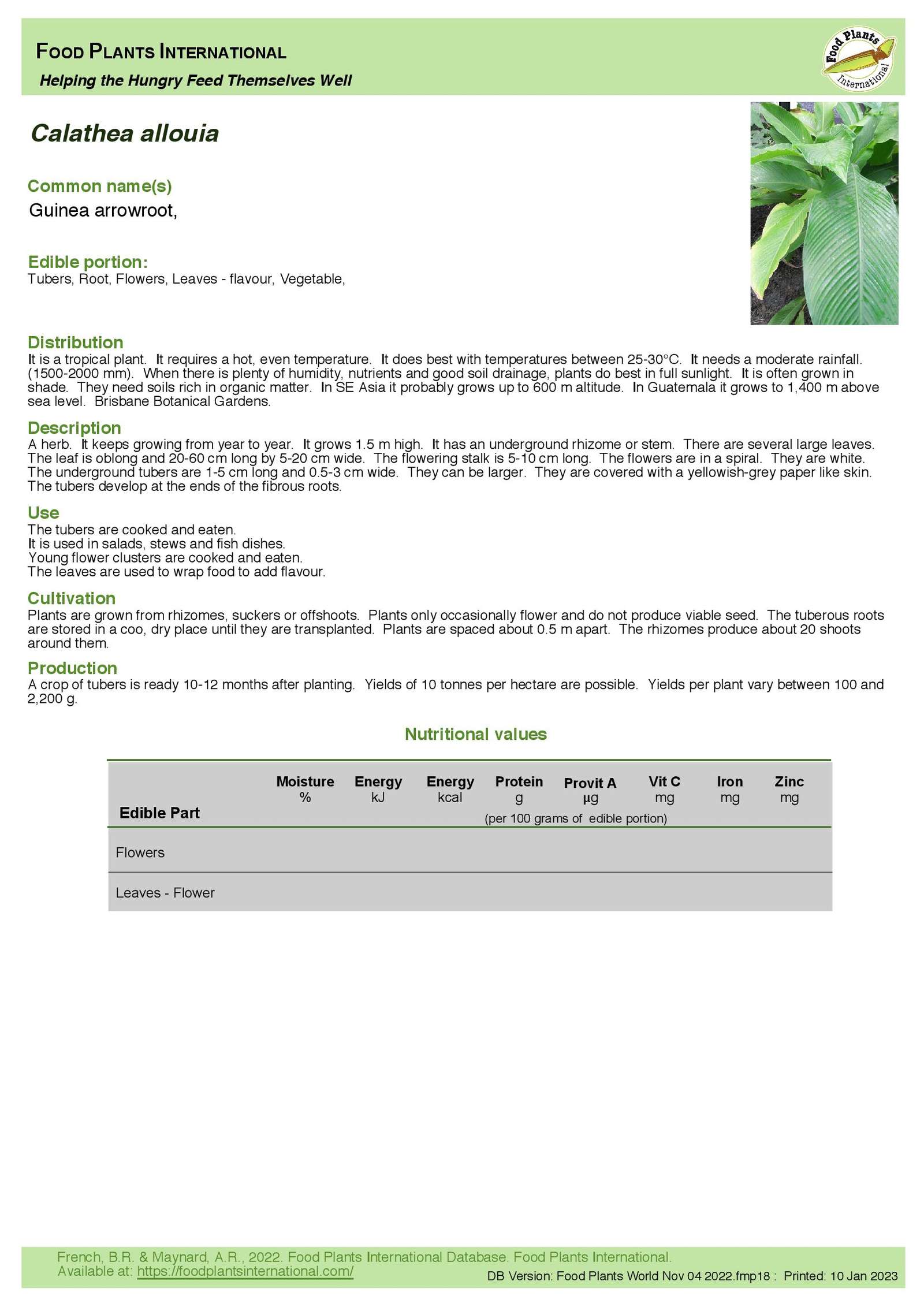 Calathea allouia - Guinea Arrowroot | ECHOcommunity.org