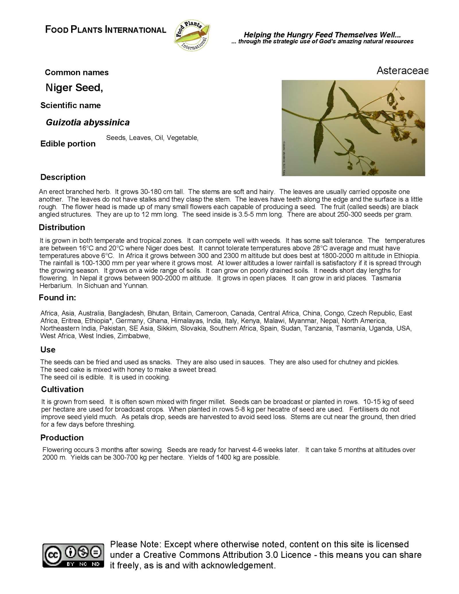 Guizotia abyssinica - Niger seed | ECHOcommunity.org