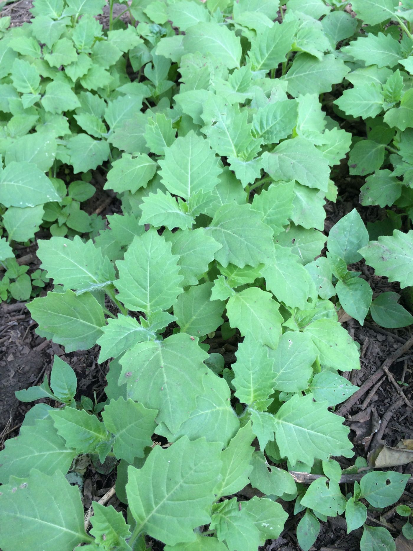 TN91 African Nightshade | ECHOcommunity.org