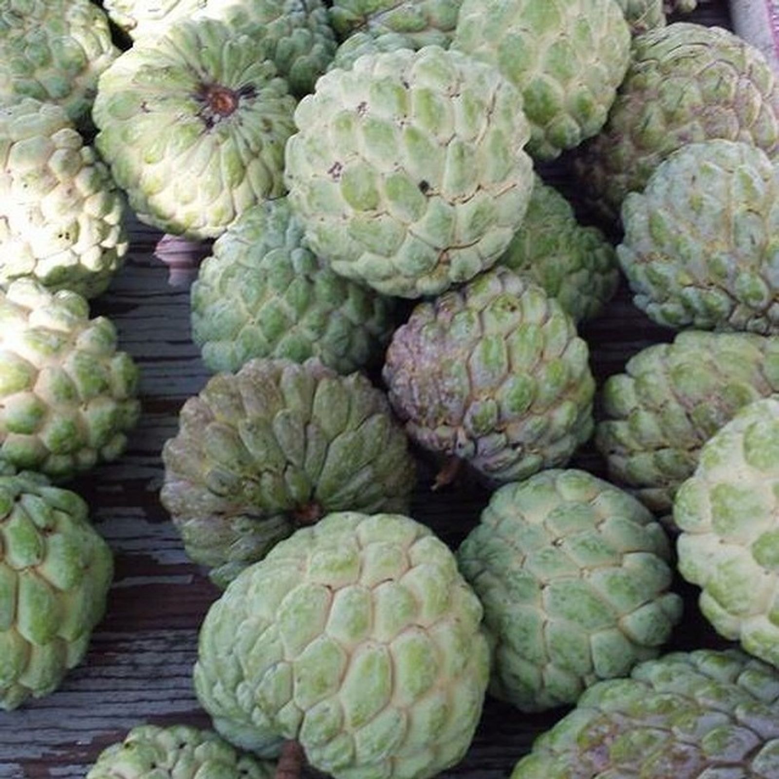 Atemoya | ECHOcommunity.org