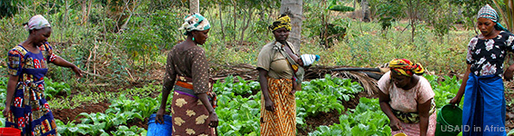 Women work in field | ECHOcommunity.org