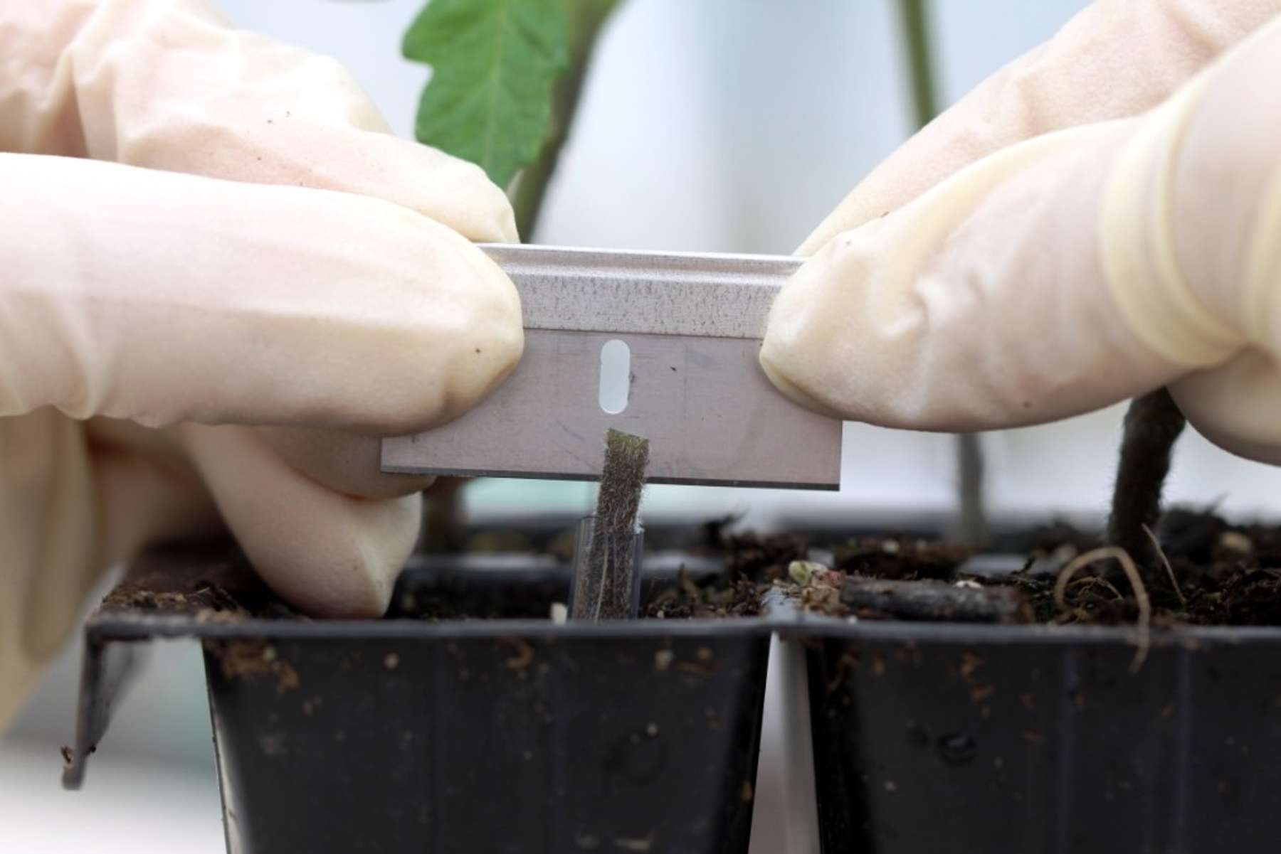Tomato Grafting in Southeast Asia: A Useful Technique for Rainy Season ...