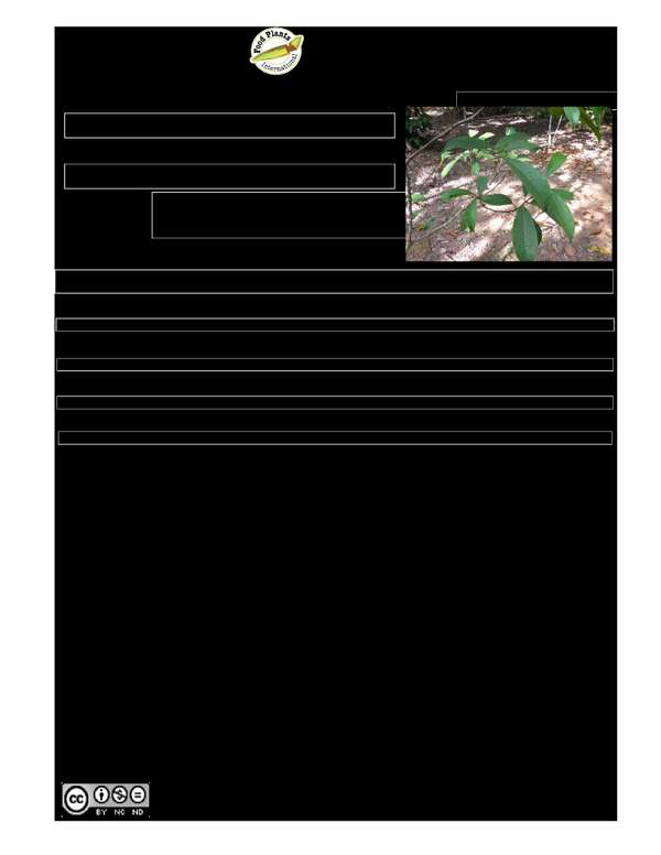 Ficus vasculosa | ECHOcommunity.org