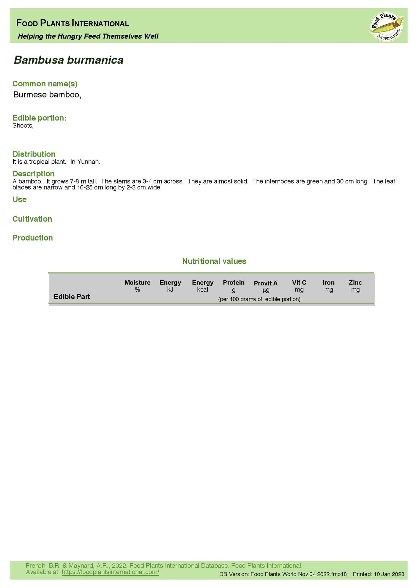 Bambusa burmanica - Burmese Bamboo | ECHOcommunity.org