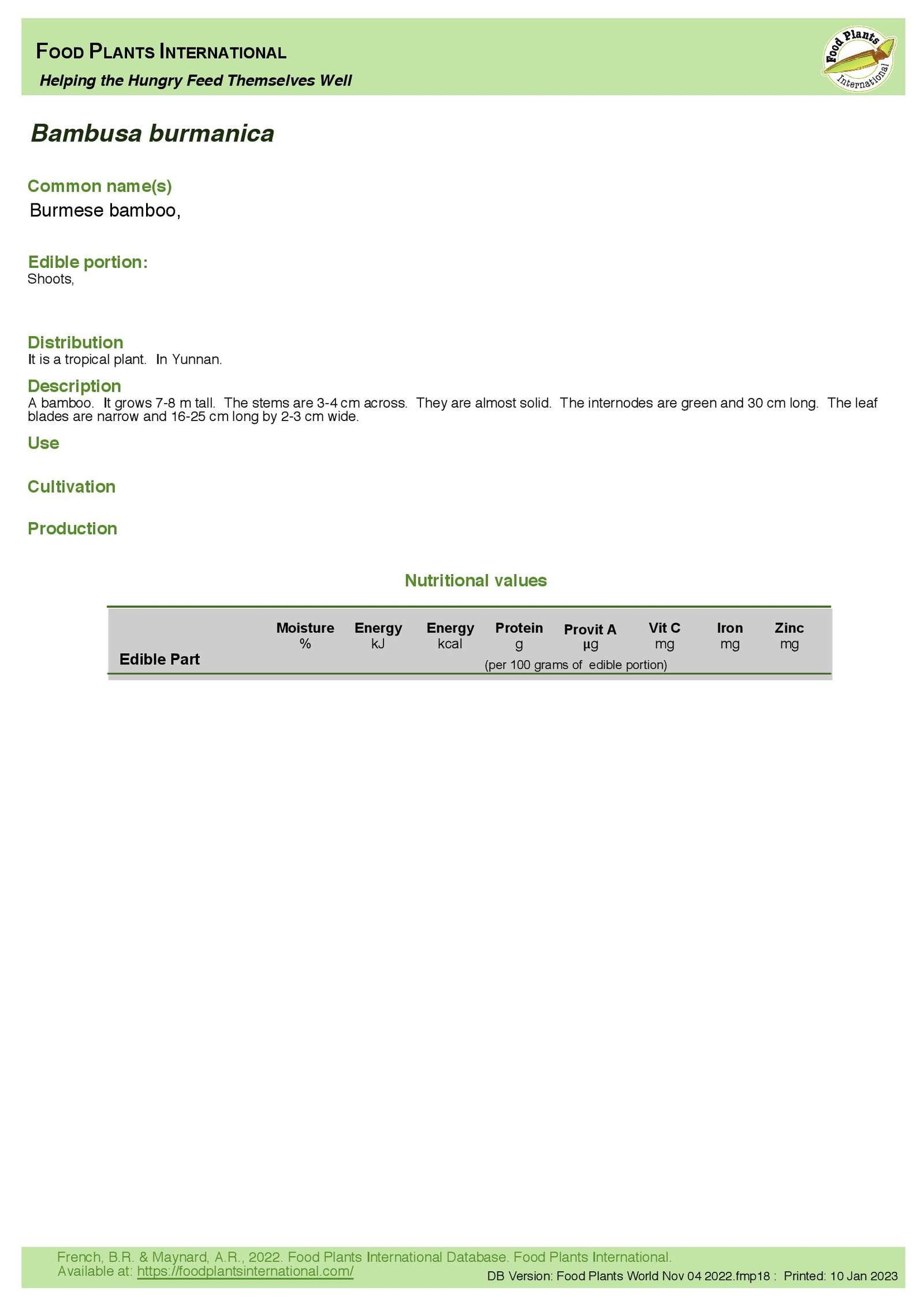 Bambusa burmanica - Burmese Bamboo | ECHOcommunity.org