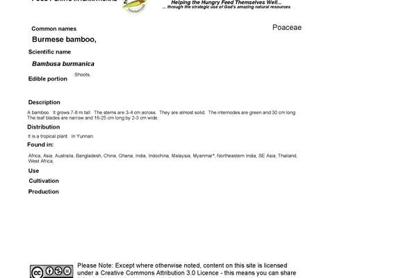 Bambusa burmanica - Burmese bamboo | ECHOcommunity.org