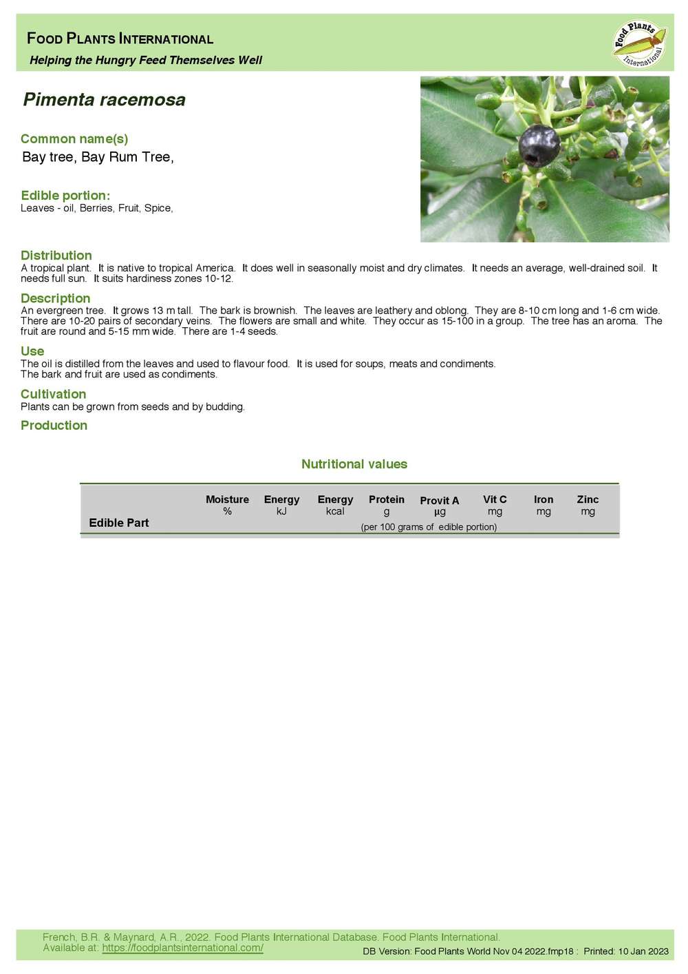 Pimenta racemosa - Bay Tree, Bay Rum Tree | ECHOcommunity.org