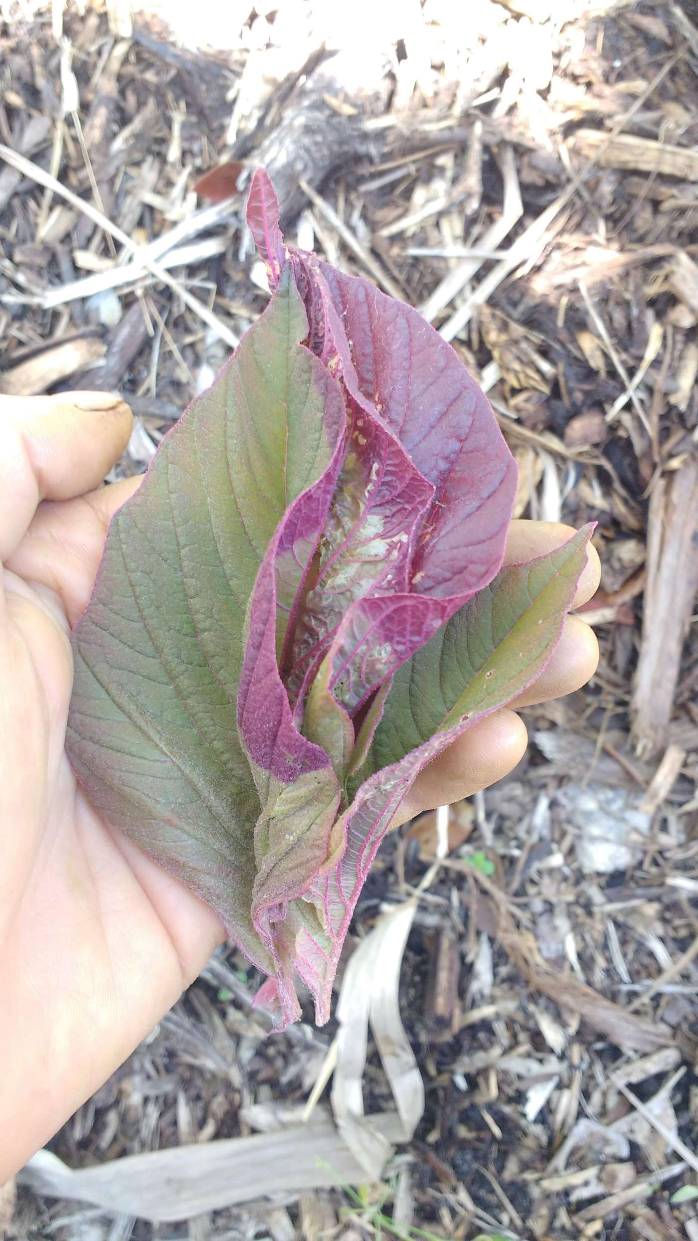 Insect Pest Management: Options for Monitoring Pest Populations ...