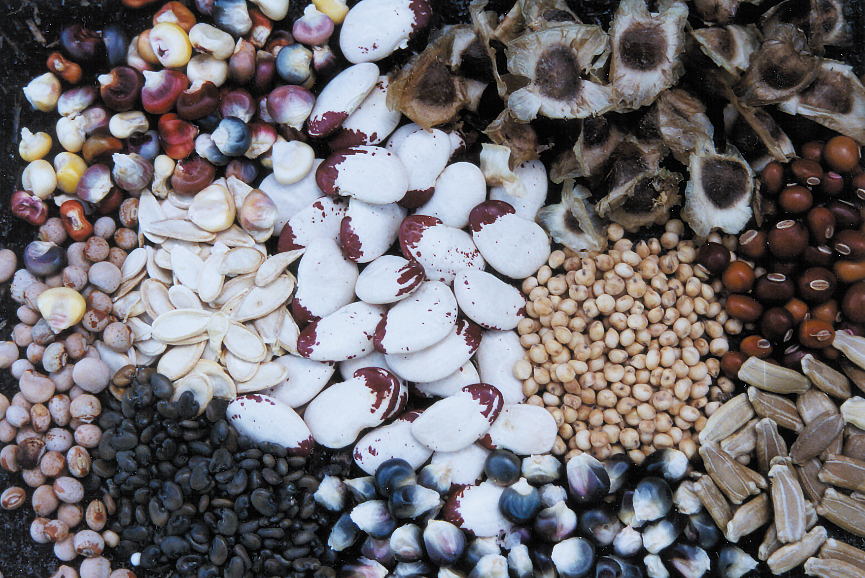 TN63 title image | ECHOcommunity.org