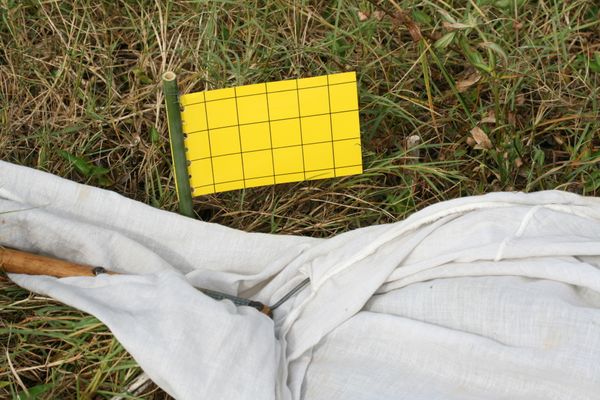 TN #16 IPM Scouting Gear | ECHOcommunity.org