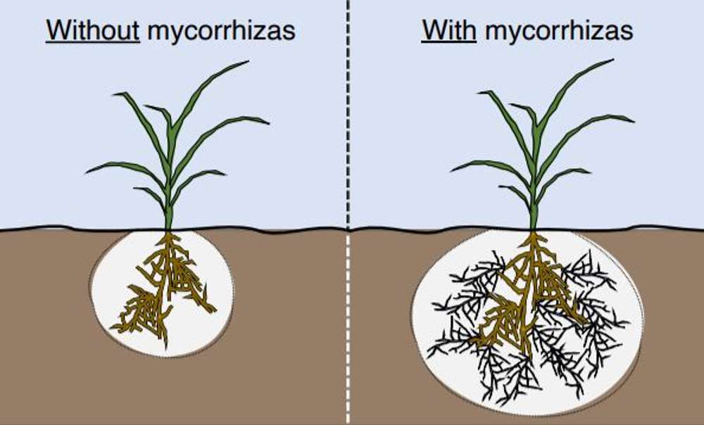 Mycorrhizal Fungi - Our Tiny Underground Allies | ECHOcommunity.org