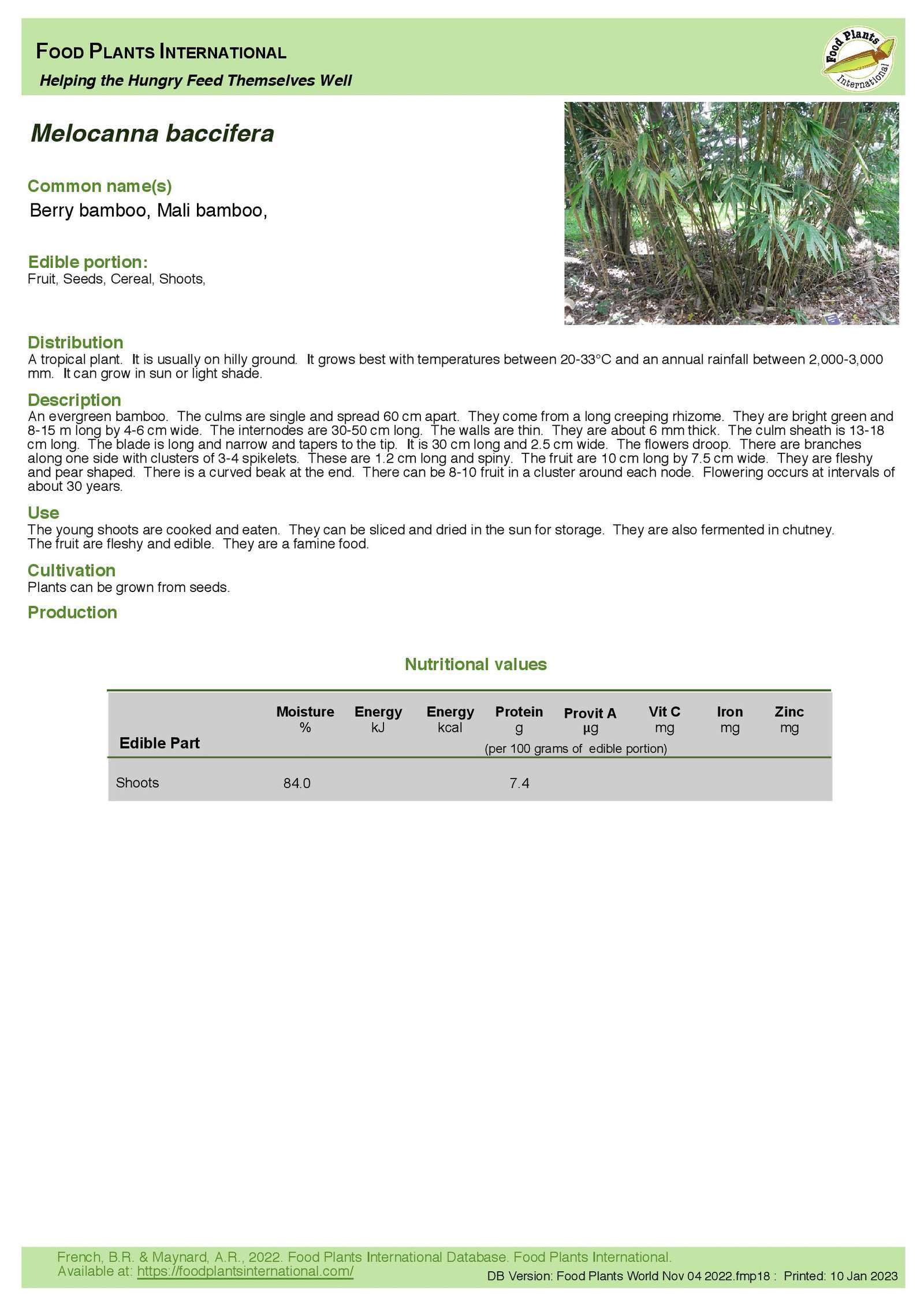 Melocanna baccifera - Berry Bamboo, Mali Bamboo | ECHOcommunity.org