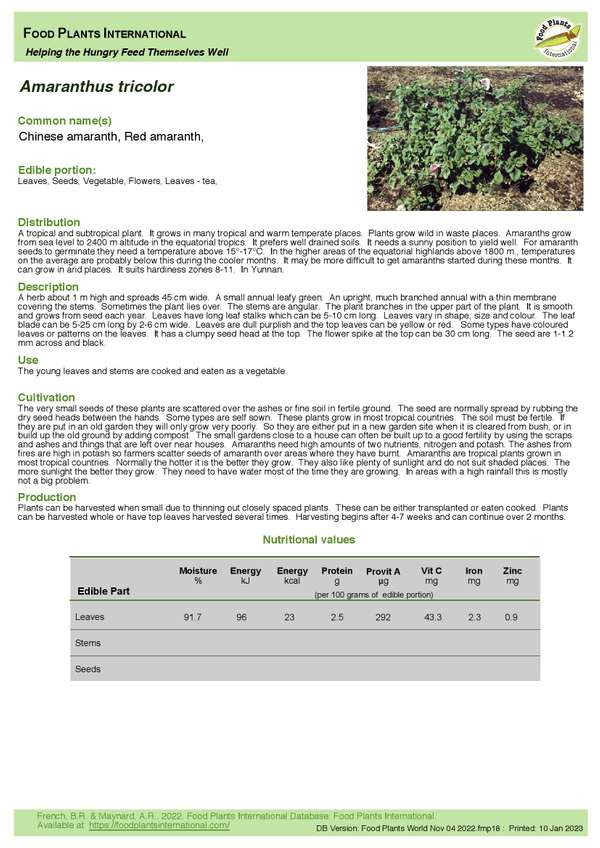 Amaranthus tricolor | ECHOcommunity.org