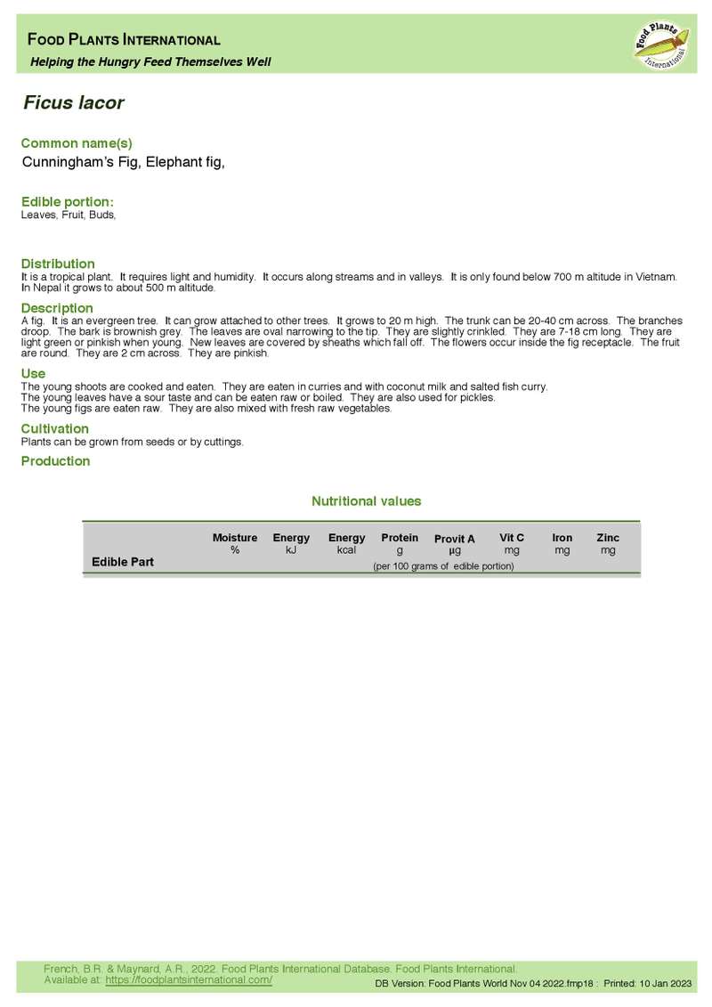 Ficus lacor - Cunningham’s Fig, Elephant Fig | ECHOcommunity.org