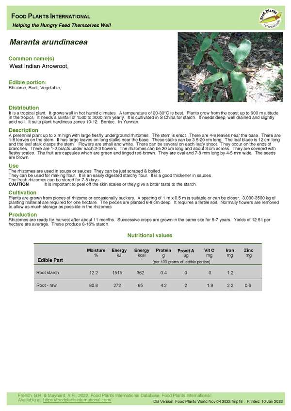 Maranta arundinacea - West Indian Arrowroot | ECHOcommunity.org