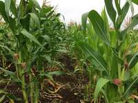 CA corn | ECHOcommunity.org