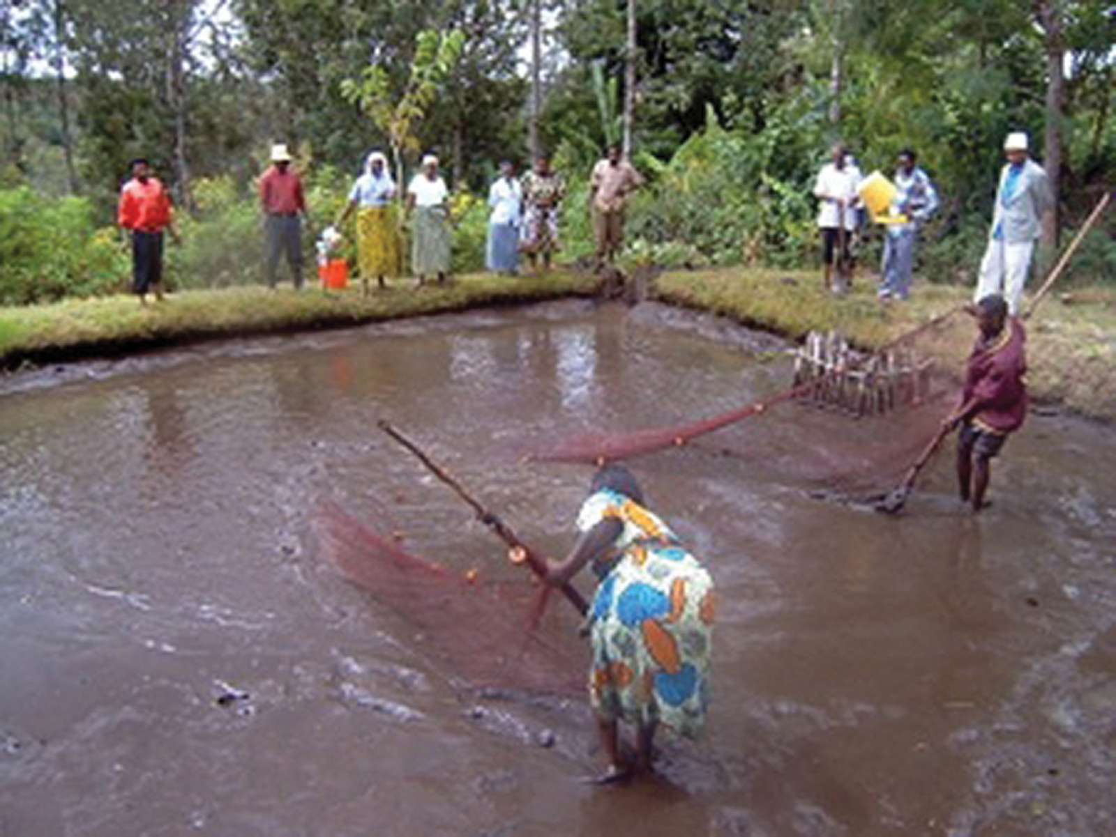 Fish Farming: Basics of Raising Tilapia & Implementing Aquaculture ...