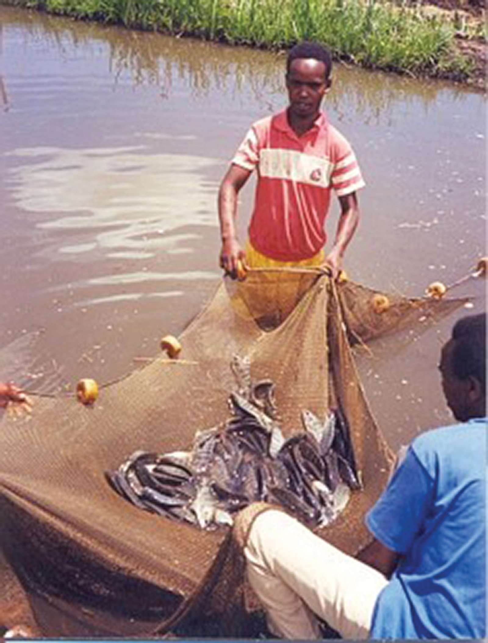 La Pisciculture : Principes Foundamentaux pour l"elevage du Tilapia et ...