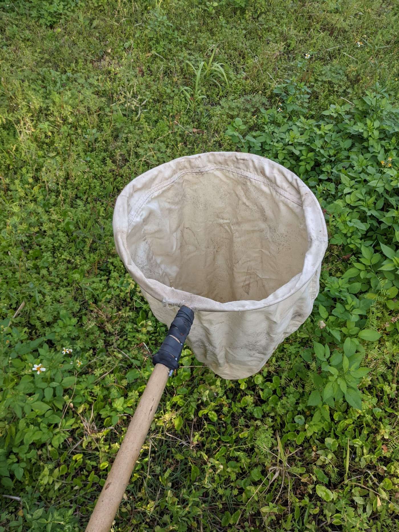 Insect Pest Management: Options for Monitoring Pest Populations ...