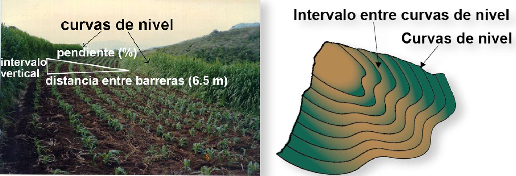 Cultivo en curvas de nivel y barreras vivas para pequeños productores ...