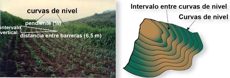 Cultivo en curvas de nivel y barreras vivas para pequeños productores ...