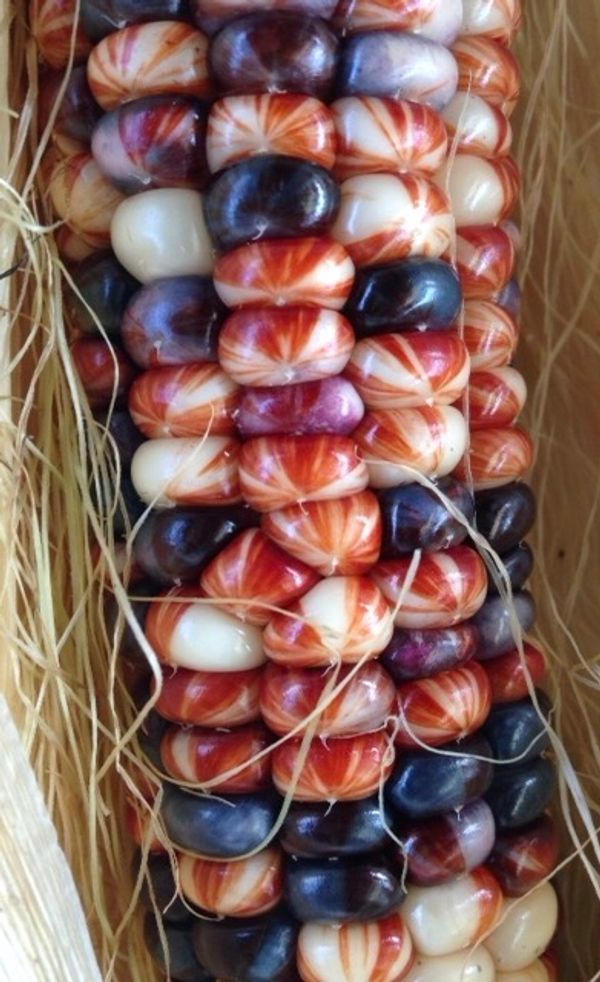 Corn | ECHOcommunity.org