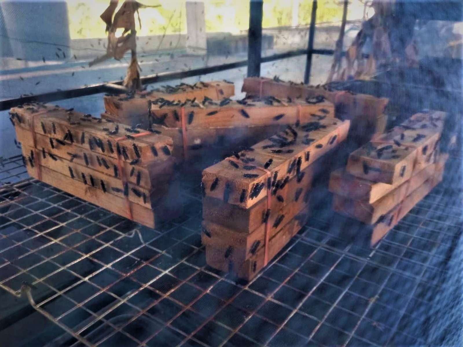 Black Soldier Fly Larvae Production | ECHOcommunity.org