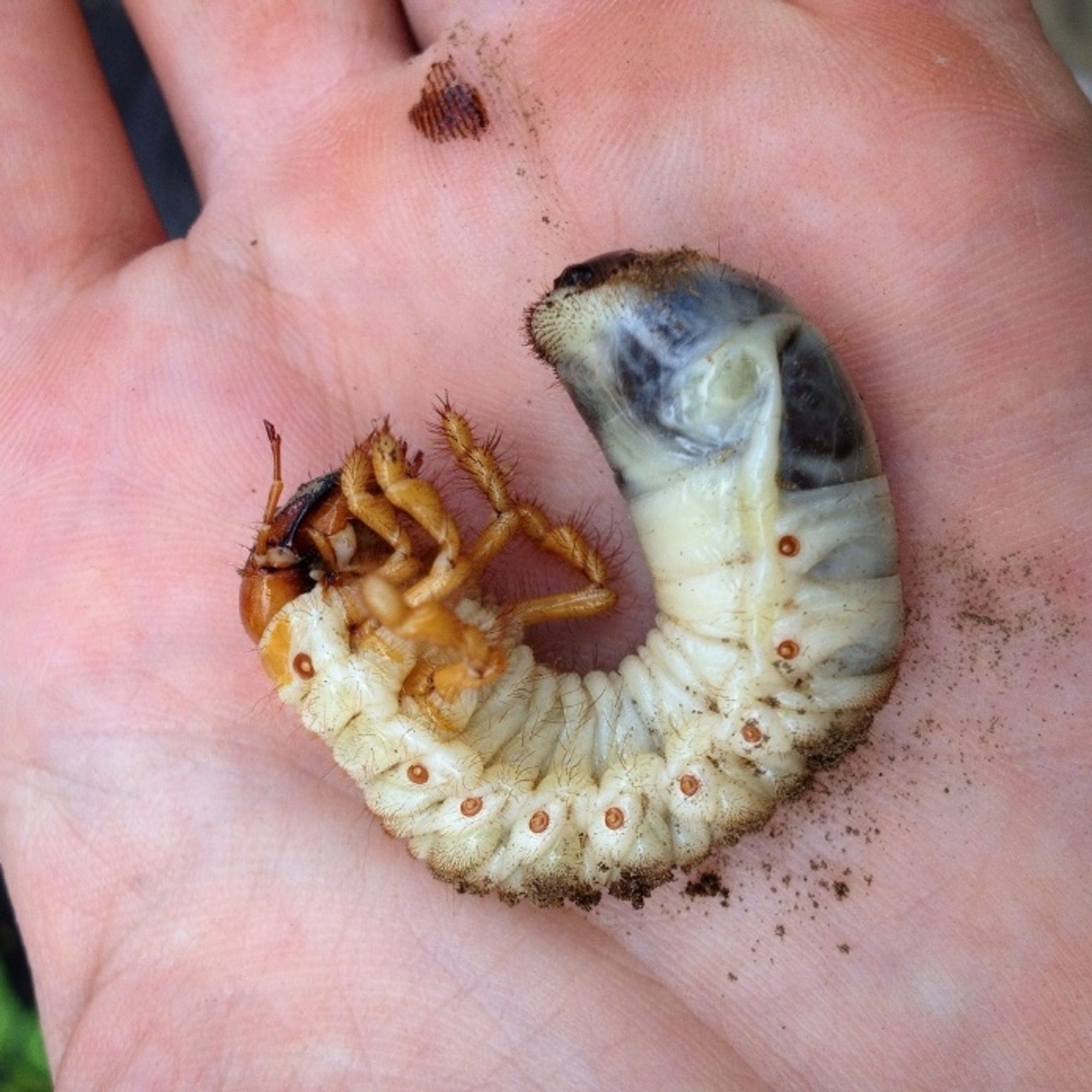Lepidiota stigma larvae | ECHOcommunity.org