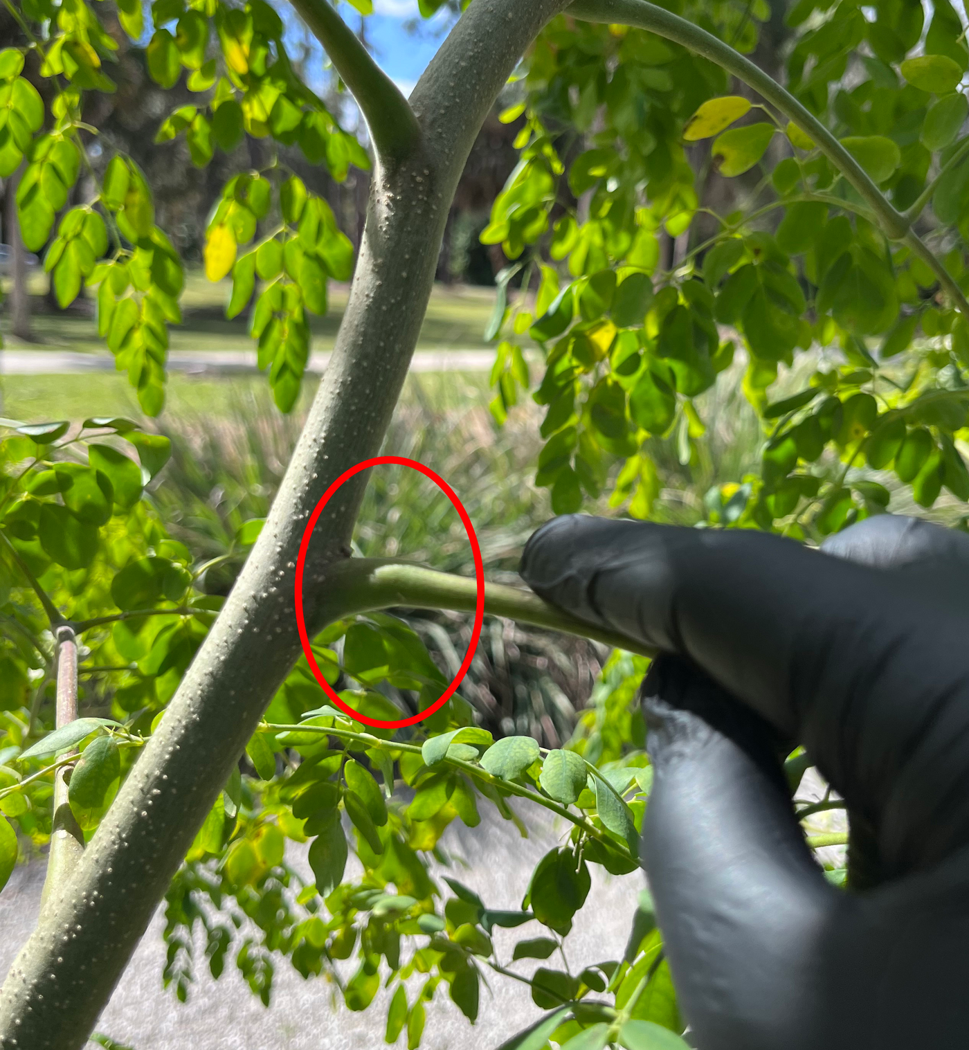 Harvesting and Drying Considerations for Quality Moringa Leaf Powder ...