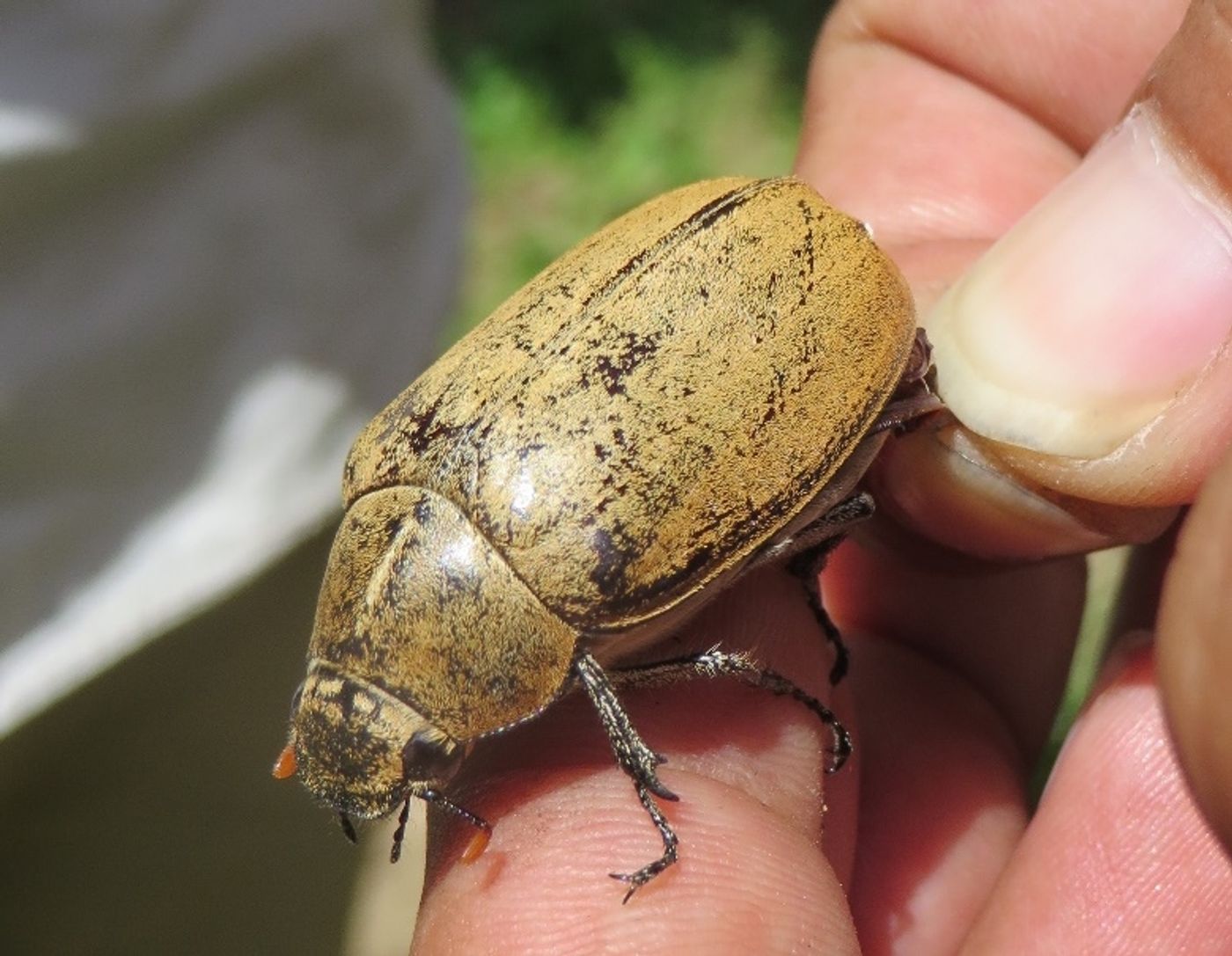 Lepidiota stigma beetle | ECHOcommunity.org