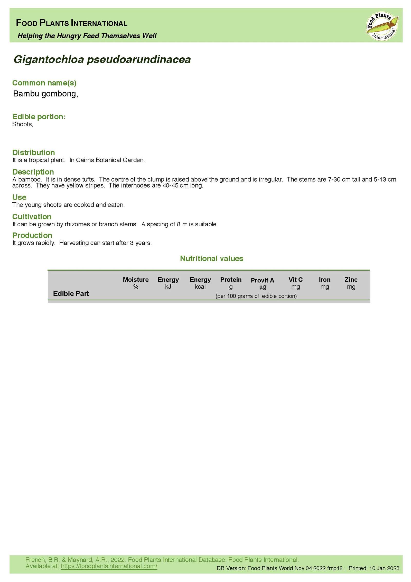 Gigantochloa pseudoarundinacea - Bambu Gombong | ECHOcommunity.org