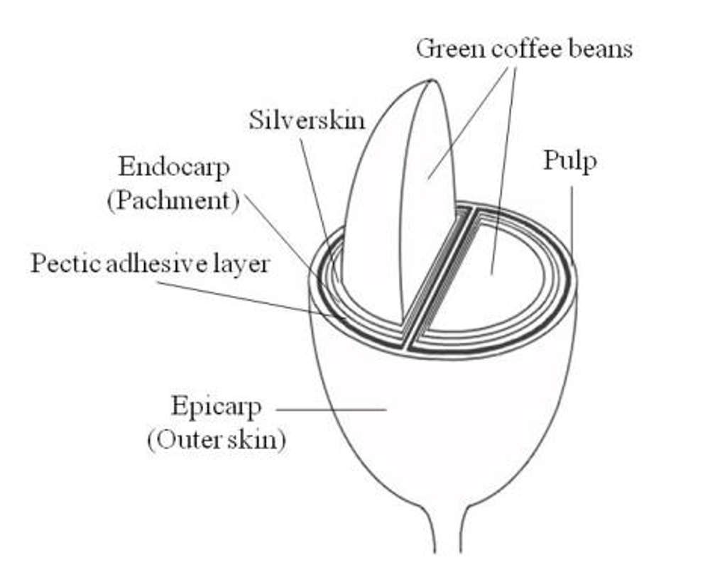 Coffee Silverskin | ECHOcommunity.org