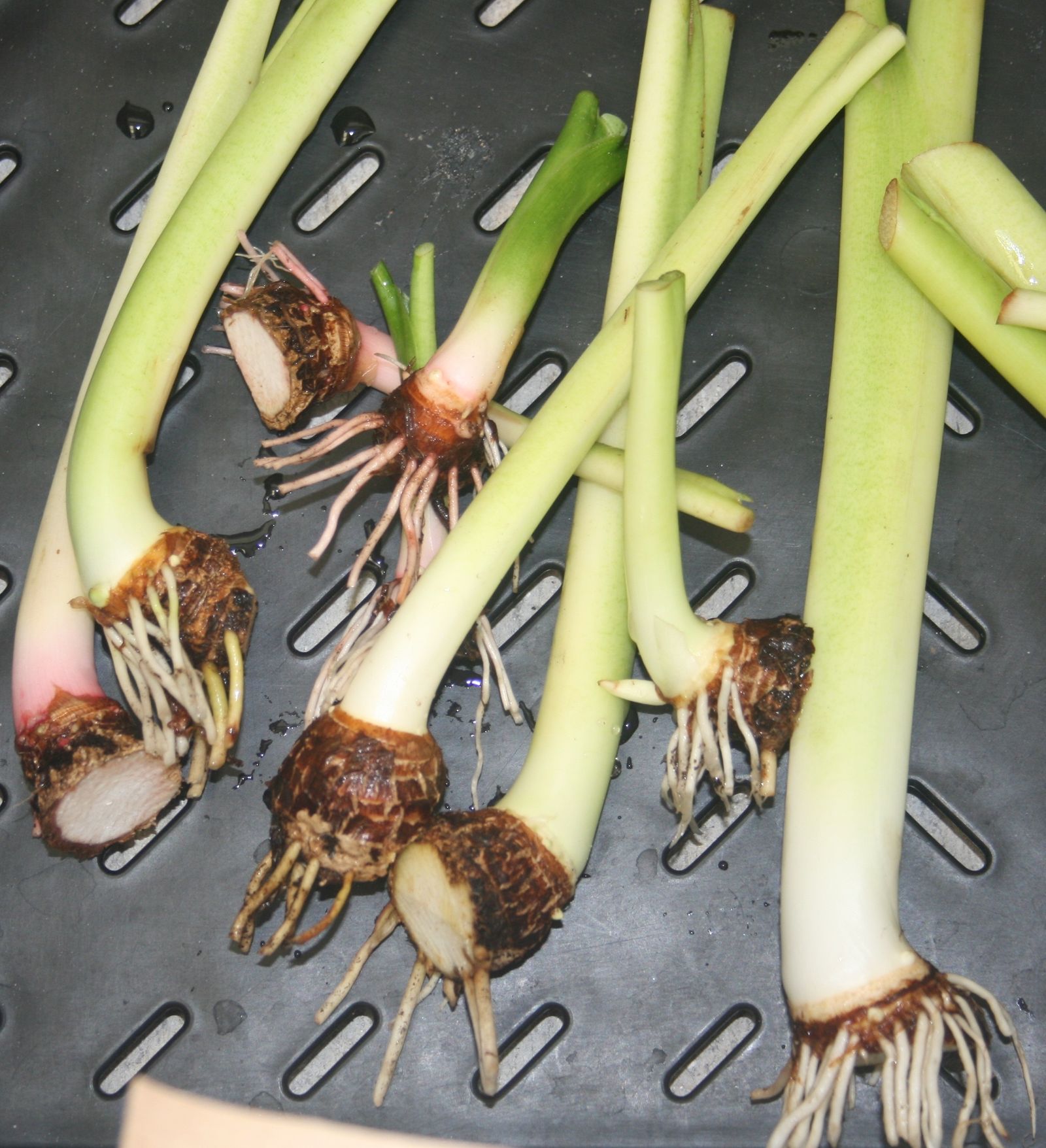 ECHO Tech Note #81 (Root Crops) - Figure 9b | ECHOcommunity.org