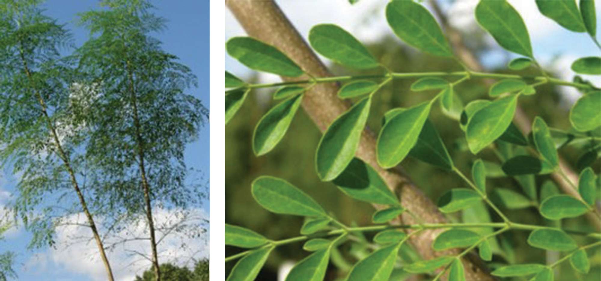 TN #12 The Moringa Tree | ECHOcommunity.org