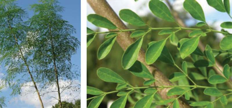 TN #12 The Moringa Tree | ECHOcommunity.org