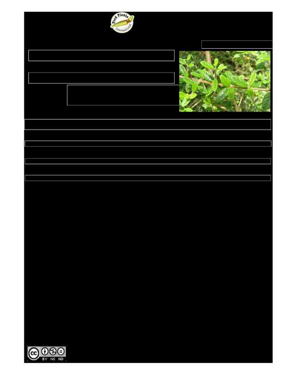 Nashia inaguensis | ECHOcommunity.org