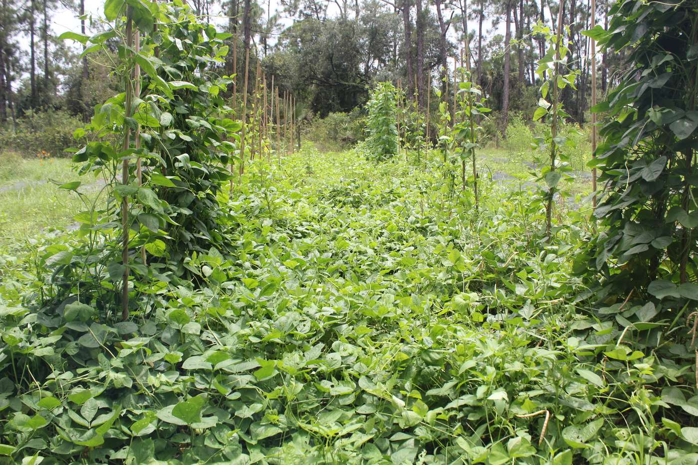 Cowpea Varieties for Warm Rainy Season | ECHOcommunity.org