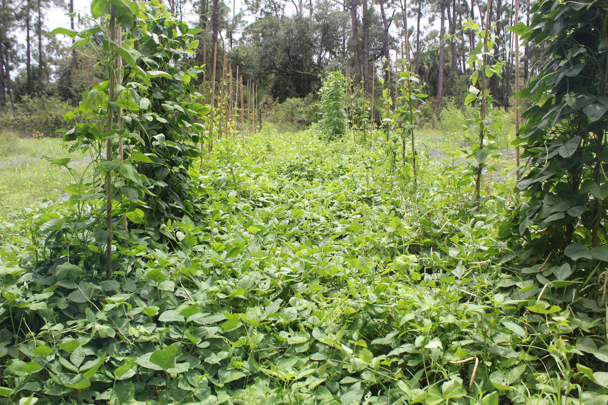 Cowpea Varieties for Warm Rainy Season | ECHOcommunity.org