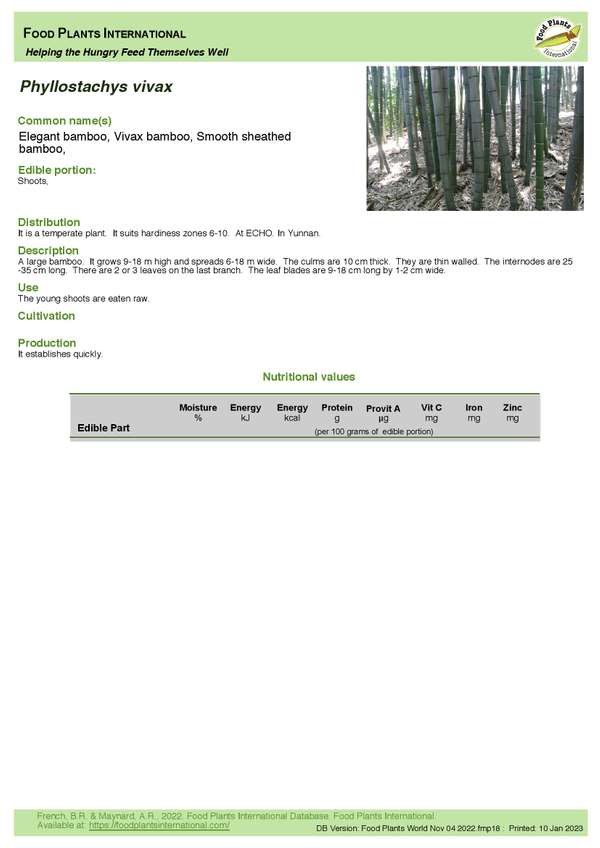 Phyllostachys vivax - Elegant Bamboo, Vivax Bamboo, Smooth ...
