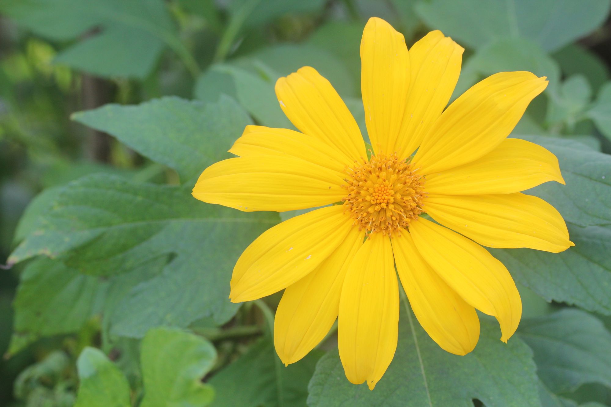 TN91 Tithonia flower | ECHOcommunity.org