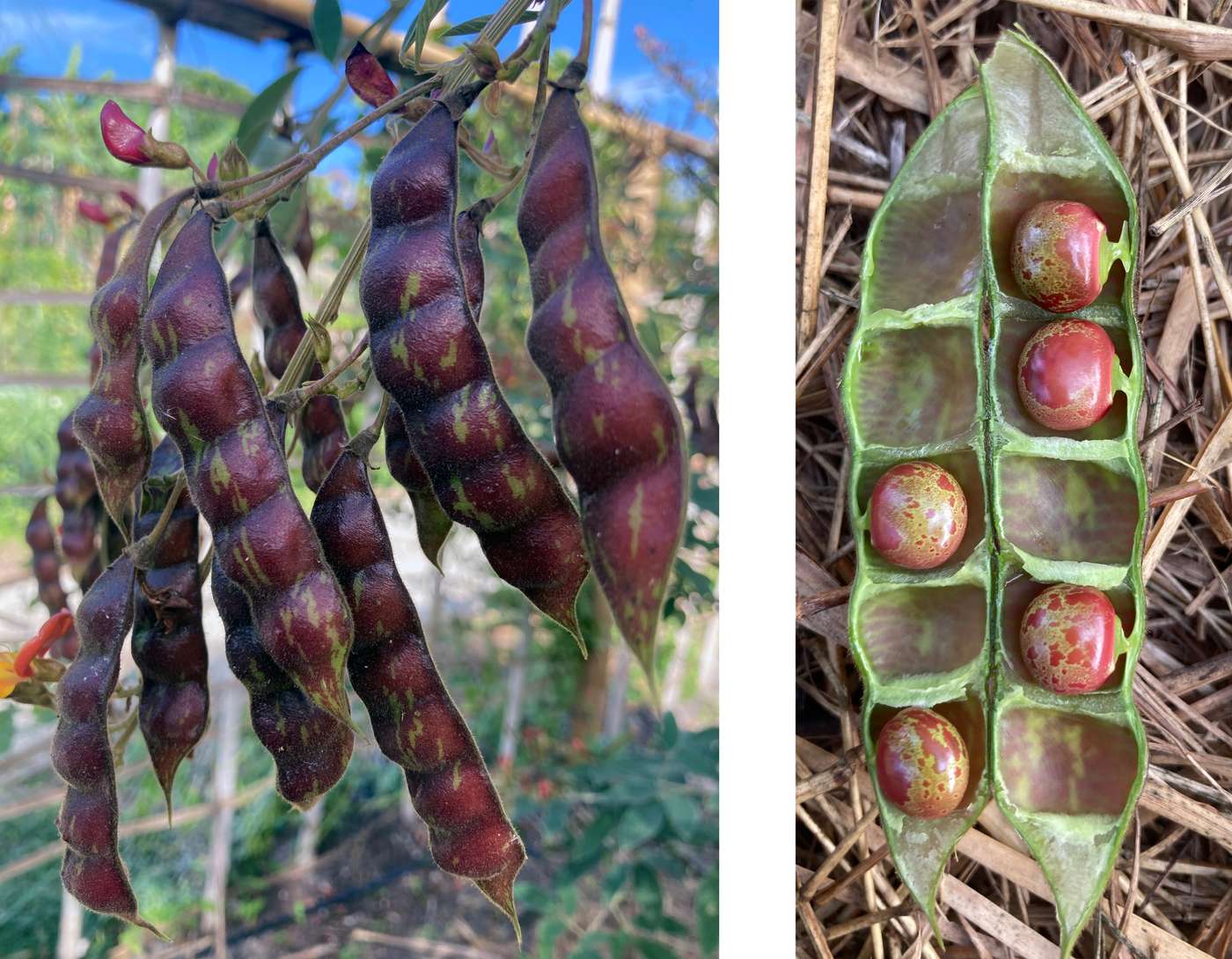 Factors to Consider when Selecting a Pigeon Pea Variety | ECHOcommunity.org