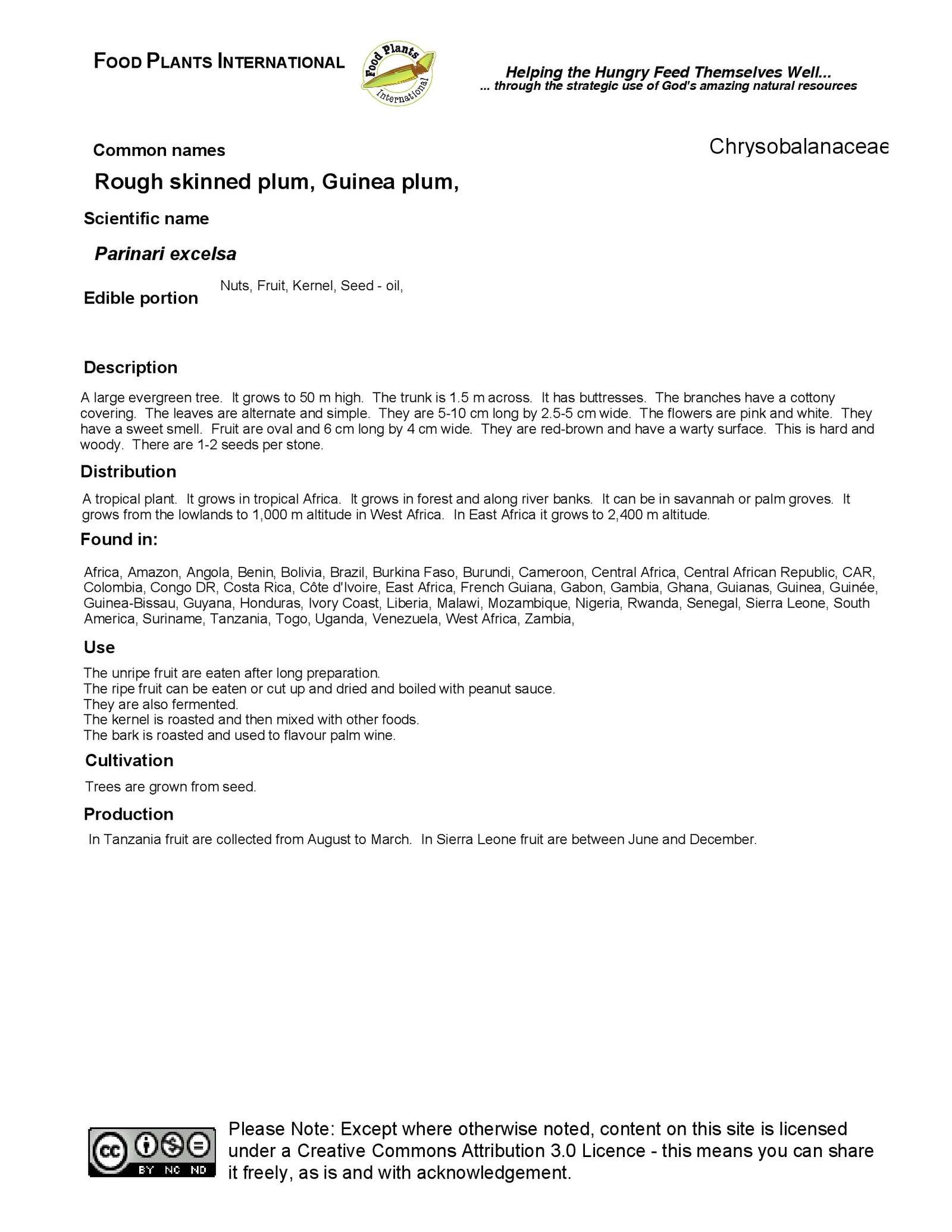 Parinari excelsa - Rough-skinned Plum | ECHOcommunity.org