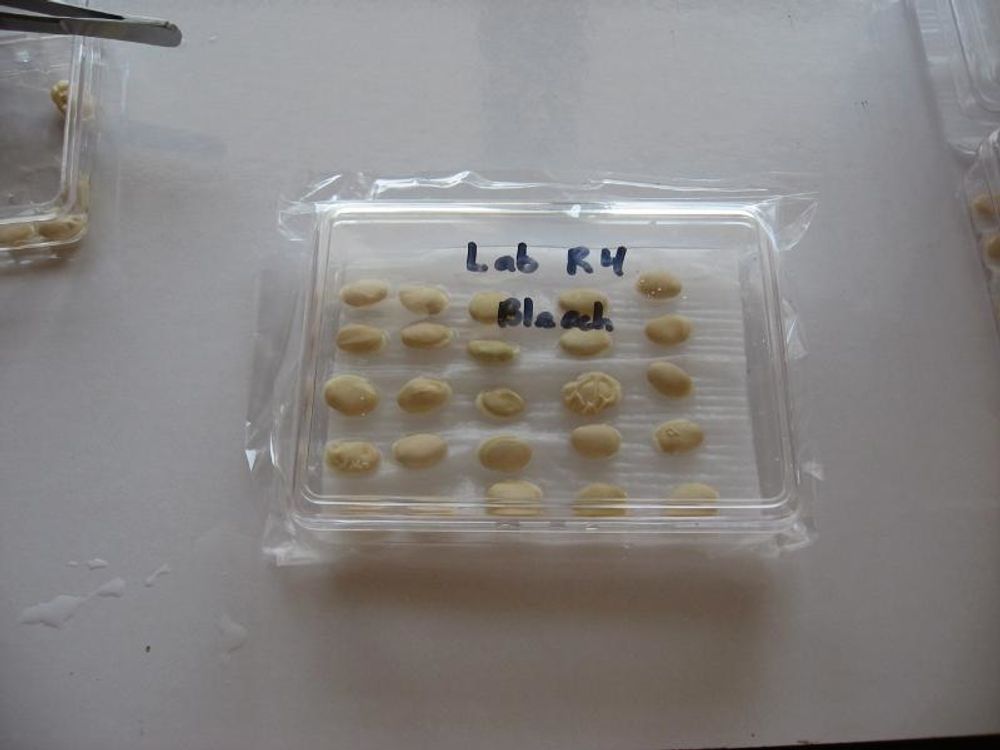 AN 11 Testing Viability Using Simple Germination Tests 7 ...