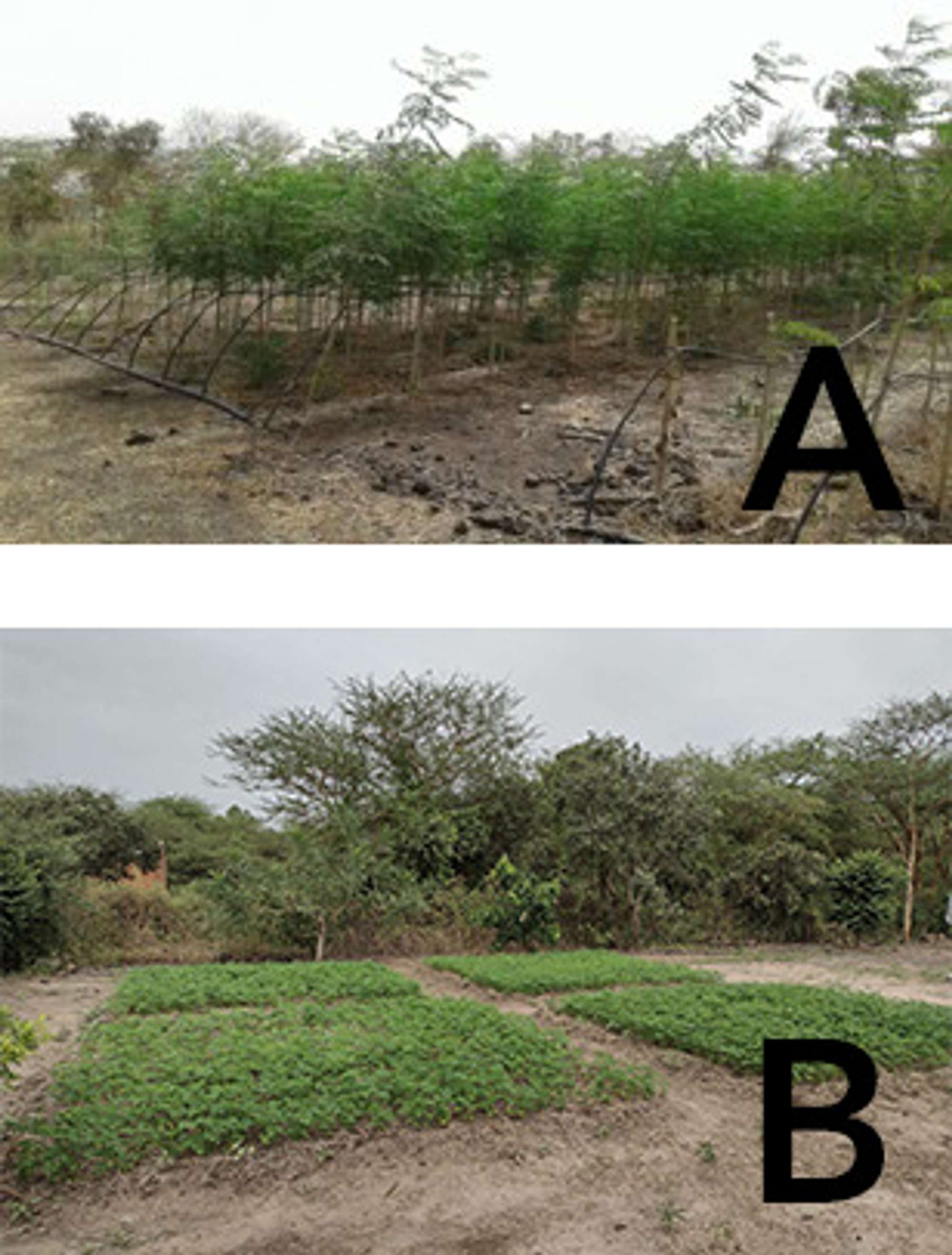 Moringa Spacing Considerations | ECHOcommunity.org