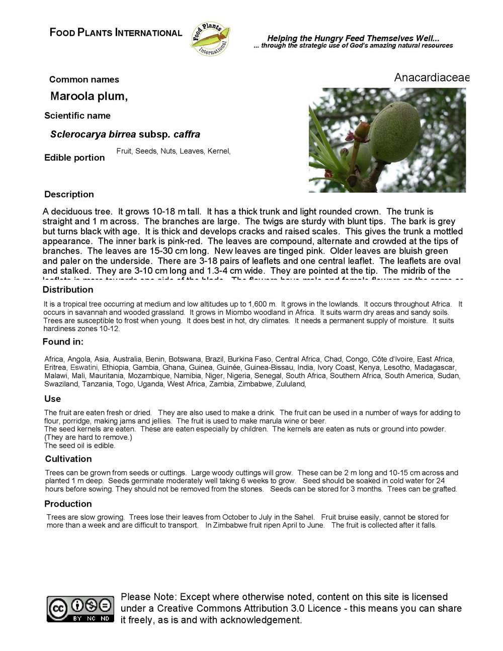 Sclerocarya caffra - Marula | ECHOcommunity.org