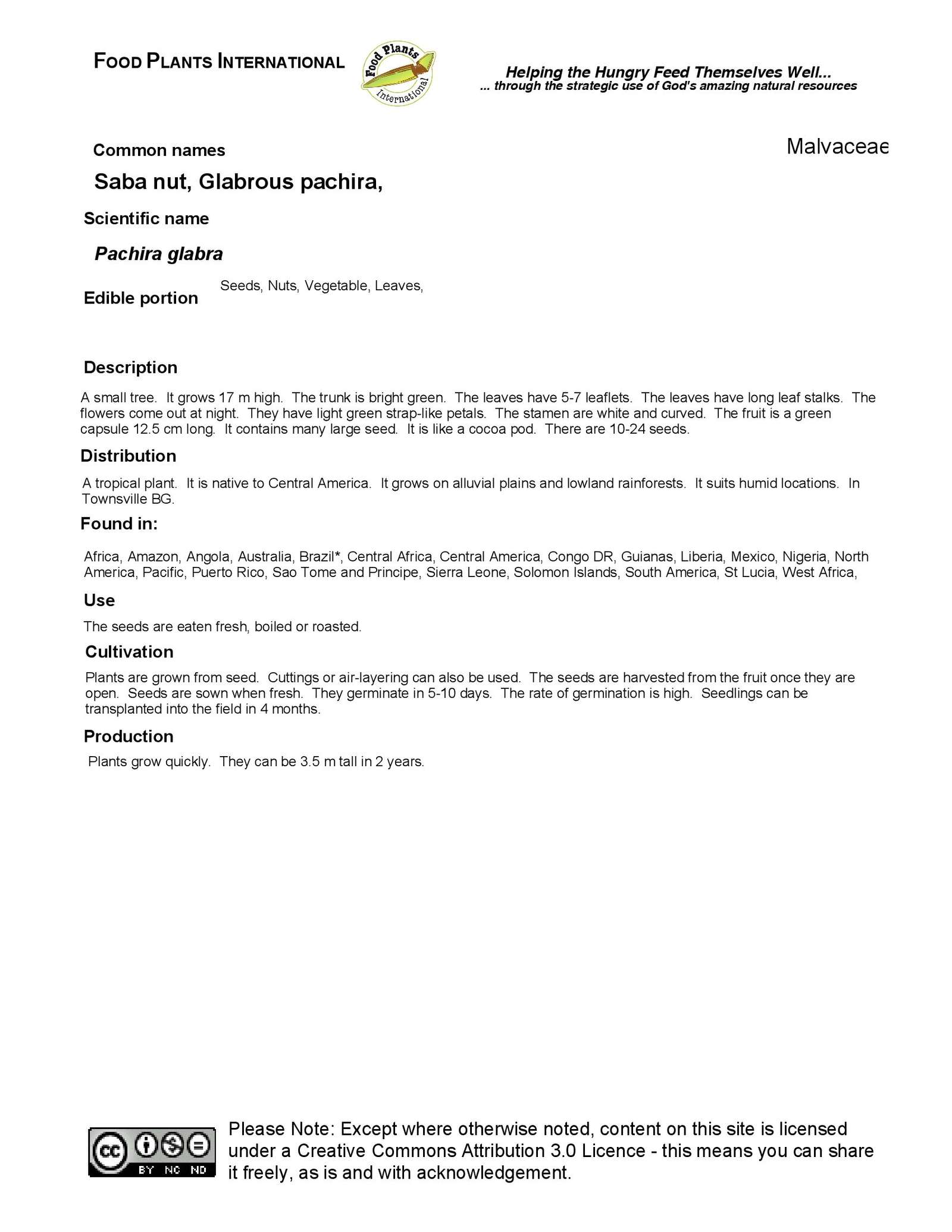 Pachira glabra - Saba Nut | ECHOcommunity.org