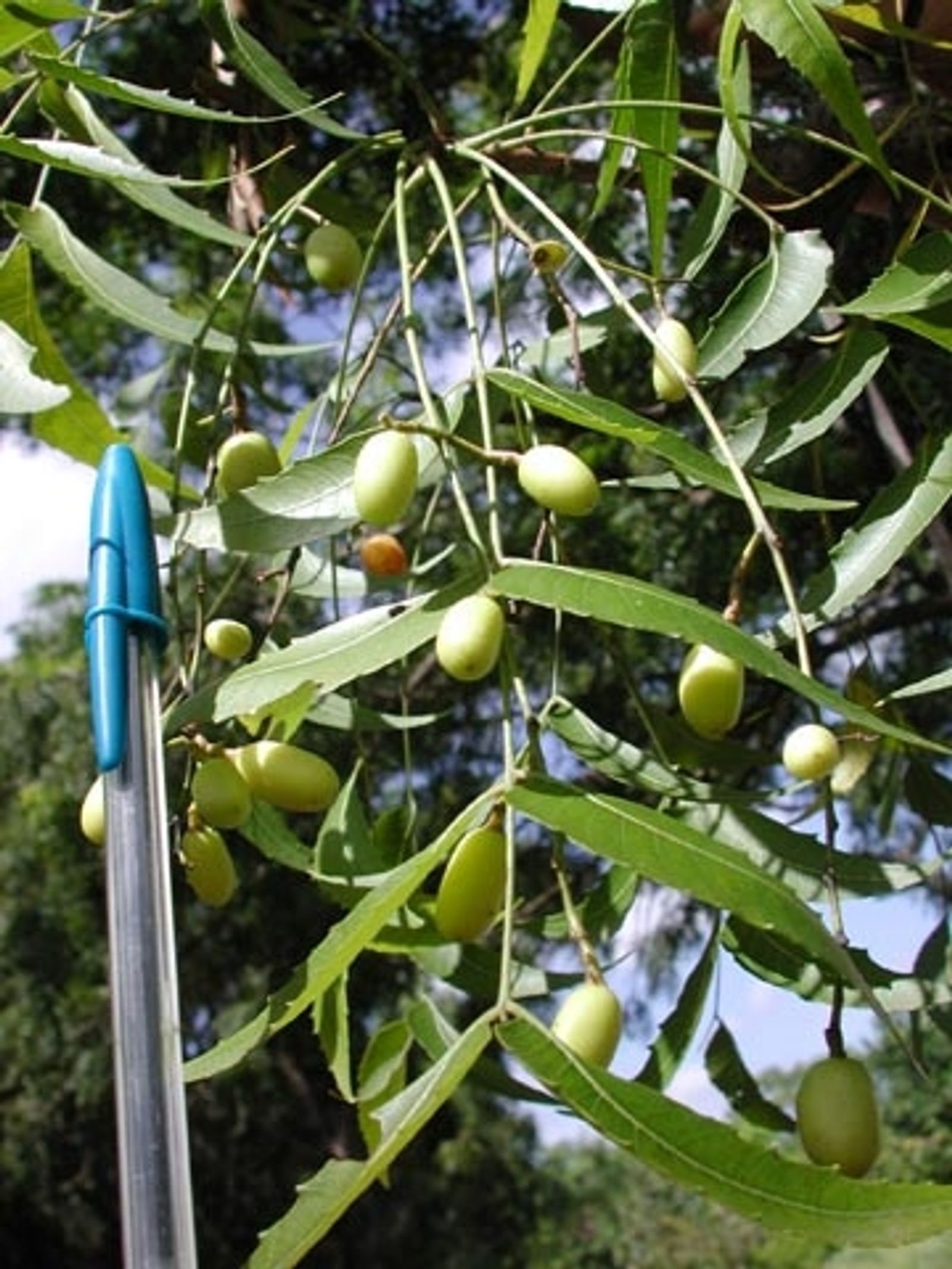 TN 5 Neem Fruit | ECHOcommunity.org